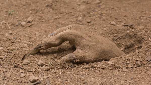 If You Really Want to Say Something, Make a Horror Film